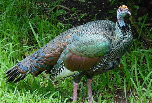 Sunrise Birding LLC - NEWS - Small Group and Private Bird Watching and ...